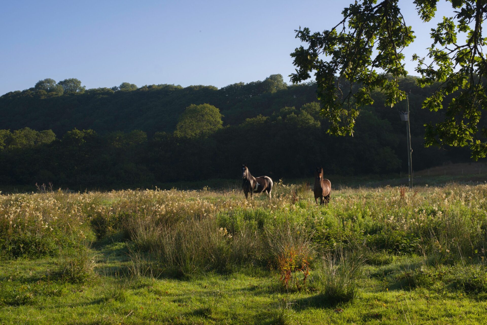 Climate change and Welsh nature - Climate Cymru